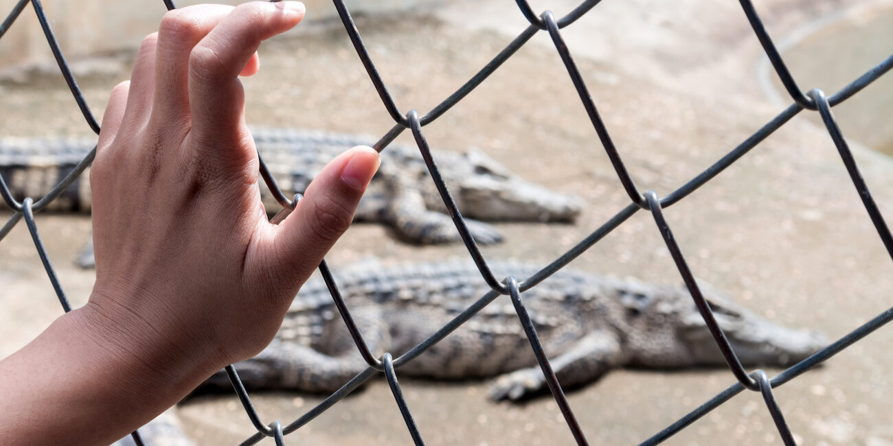 Protect Your Yard: How to Keep Alligators Out with a Secure Fence